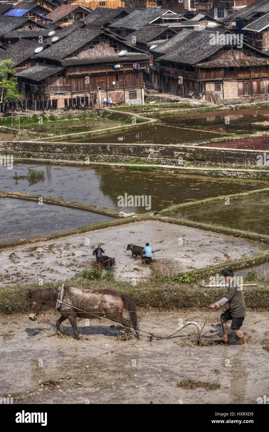 Rice fields china workers hi-res stock photography and images - Alamy