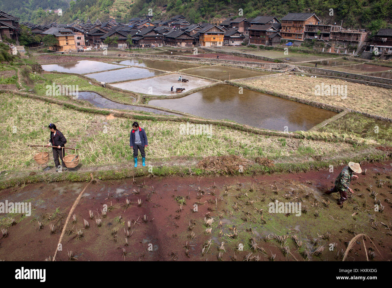 Rice fields china workers hi-res stock photography and images - Alamy