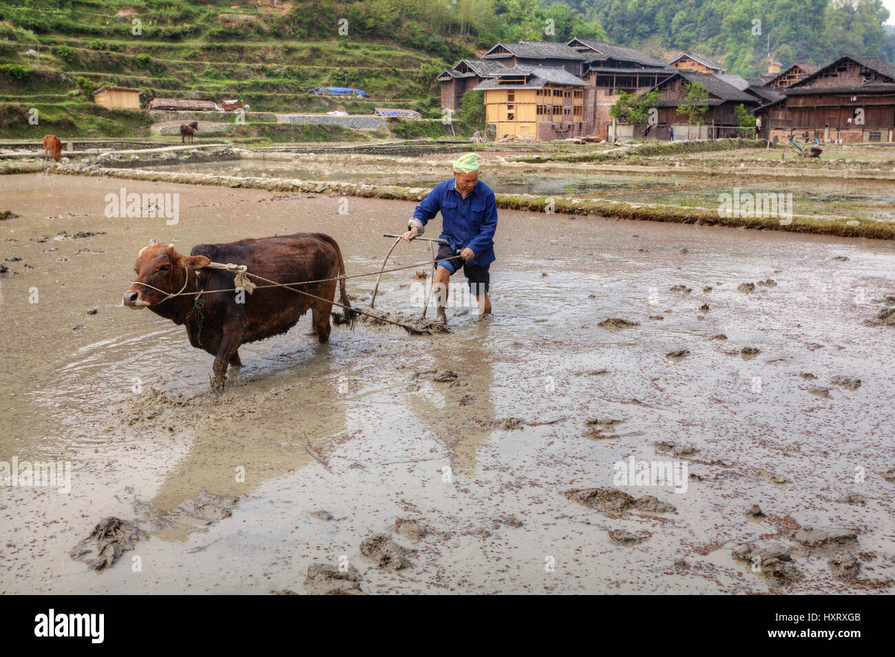 Chinese farmer cow hi-res stock photography and images - Alamy
