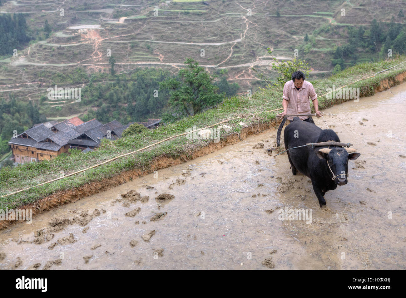 Bull pulling plow hi-res stock photography and images - Alamy