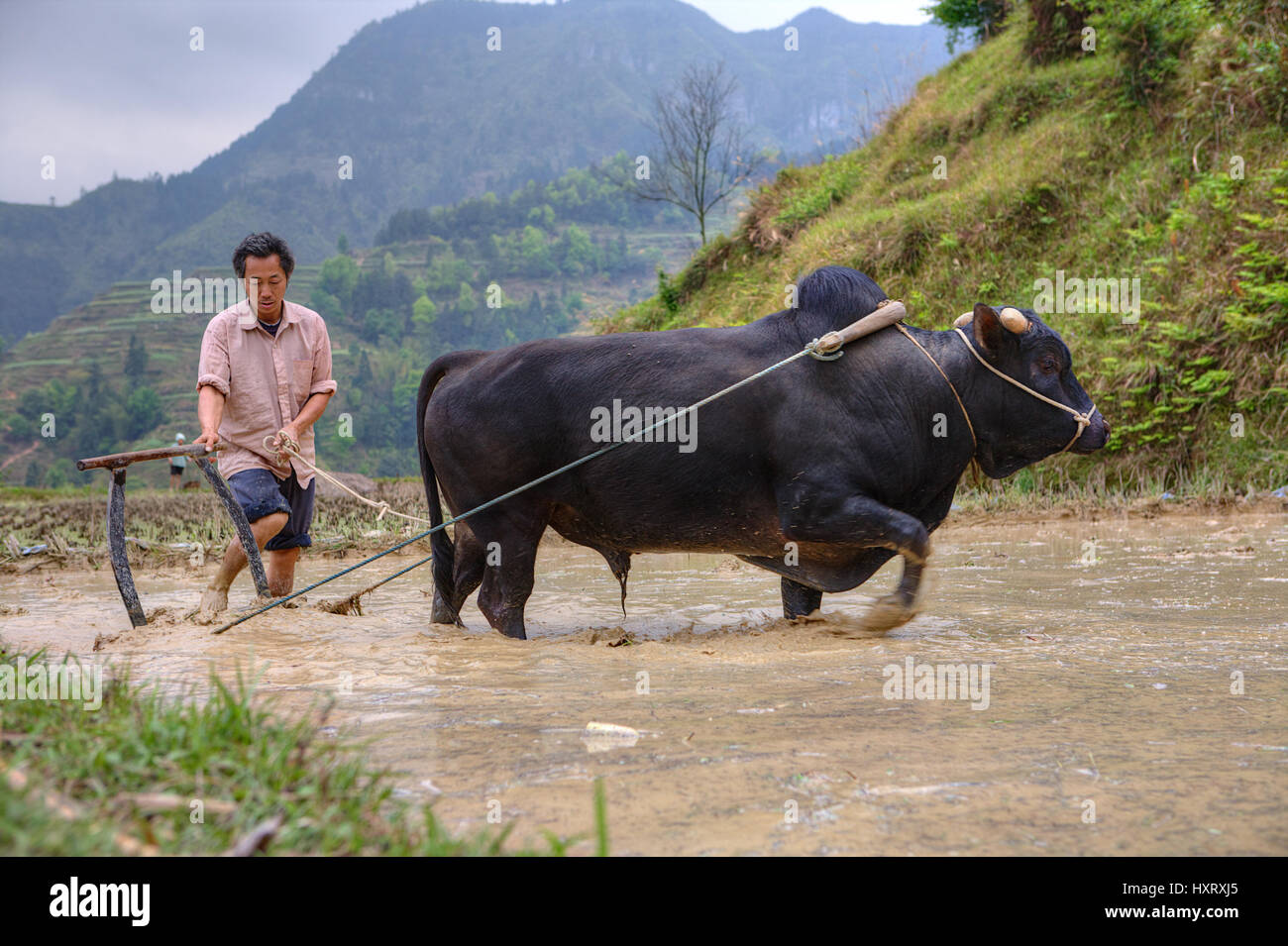 Bull pulling plow hi-res stock photography and images - Alamy