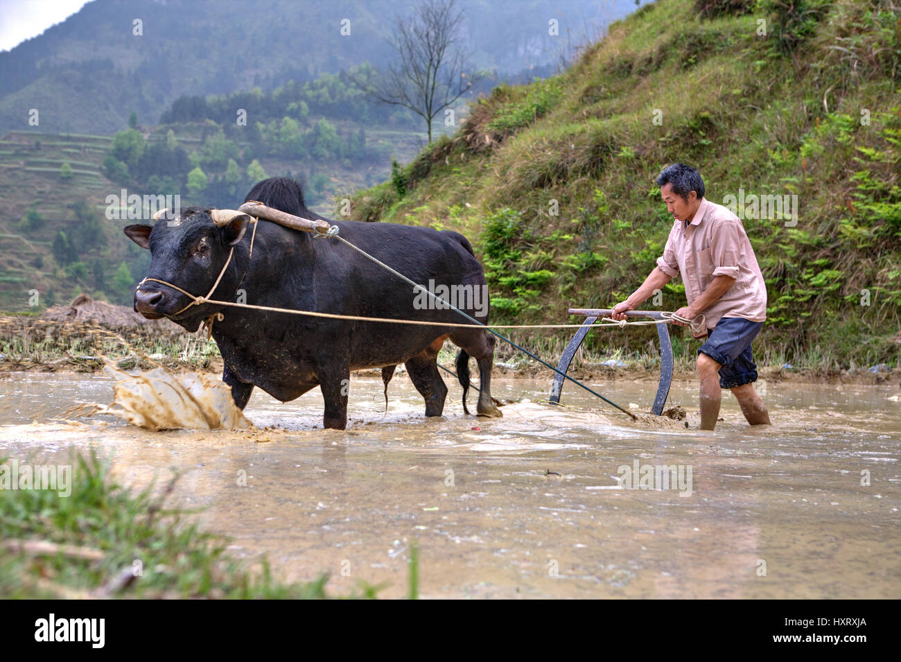 Bull pulling plow hi-res stock photography and images - Alamy