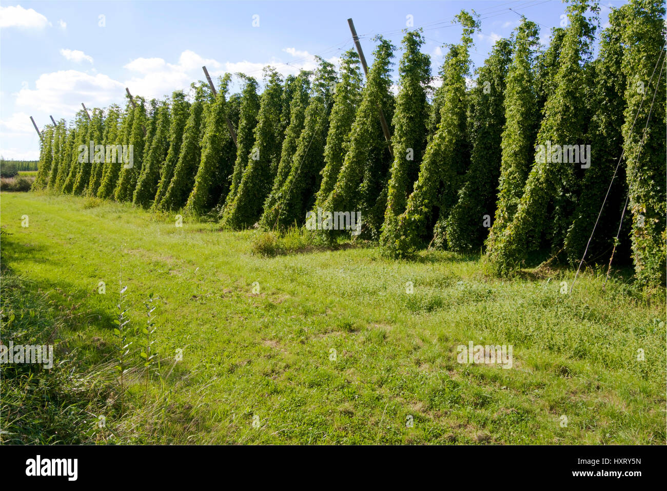 Hops harvest germany hi-res stock photography and images - Alamy
