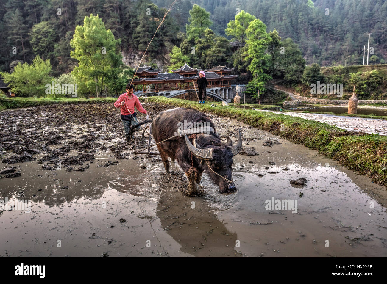Langde miao hi-res stock photography and images - Alamy