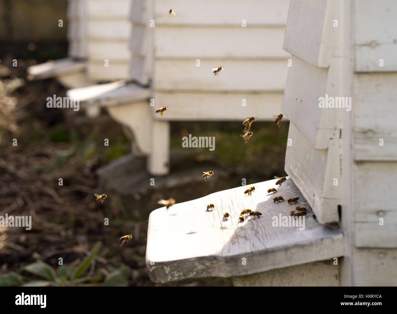 White Hives with a lively traffic of bees buzzing fly in and out of the ...