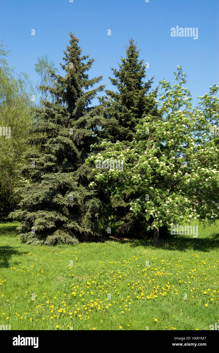 Green lawn in a frame of trees Stock Photo - Alamy
