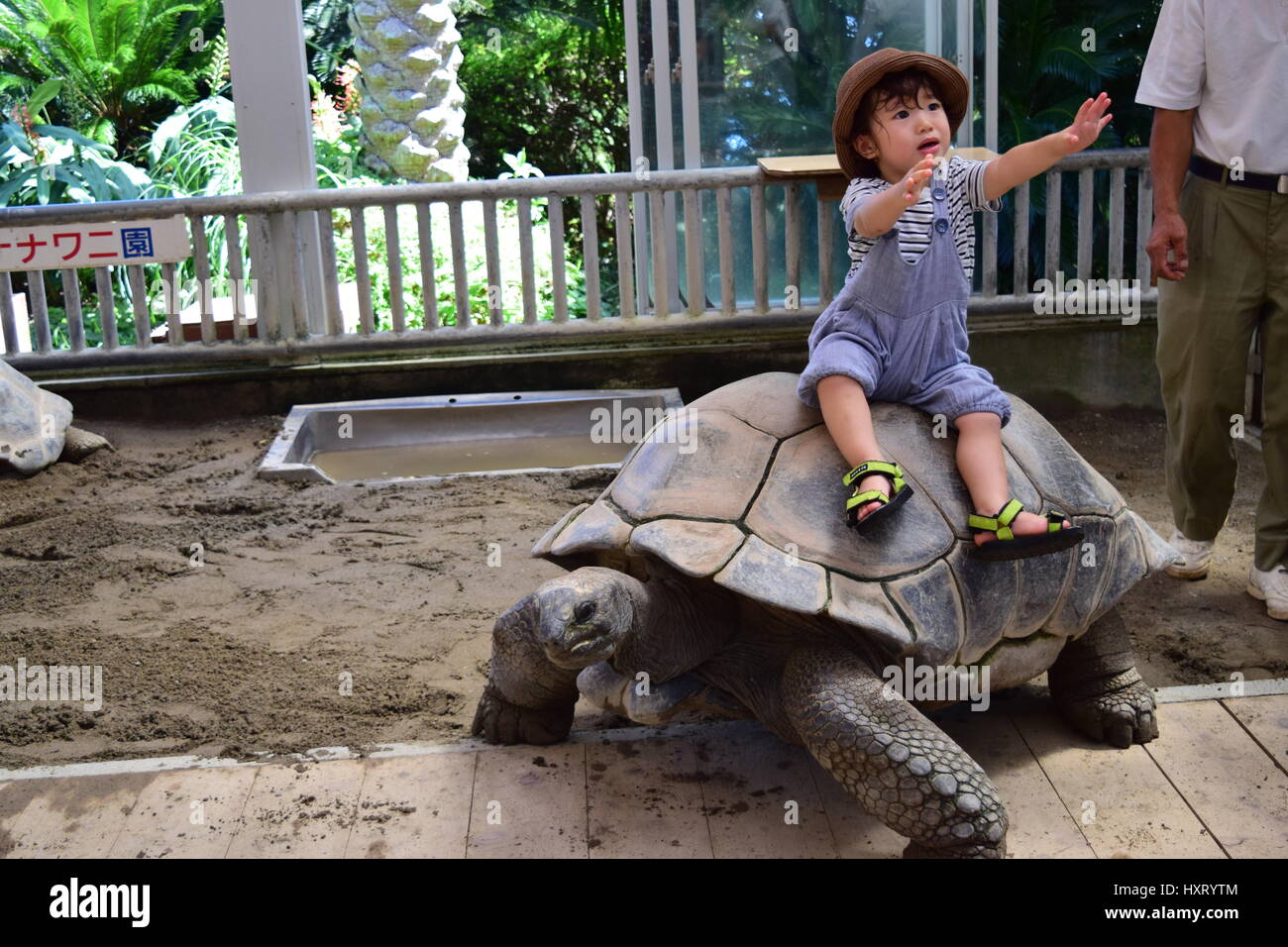 turtle and japanese boy where in zoo Stock Photo - Alamy
