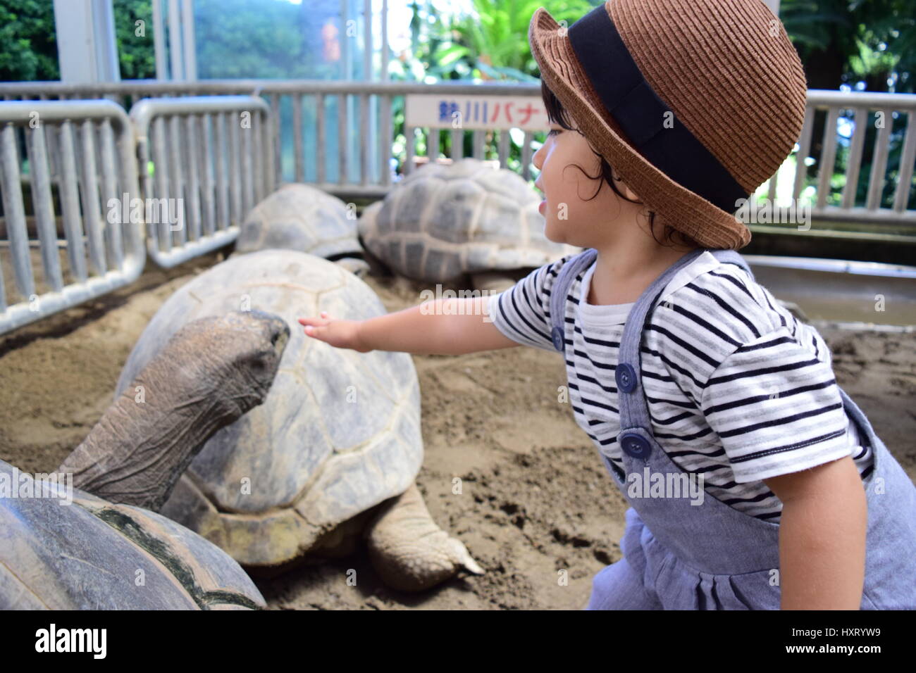 turtle and japanese boy where in zoo Stock Photo - Alamy