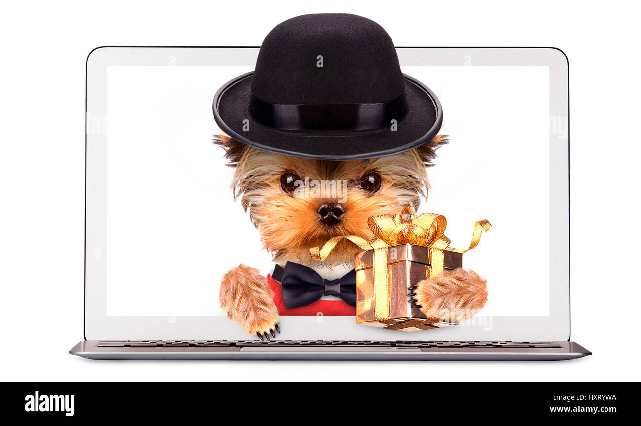 Funny dog holding tablet hi-res stock photography and images - Alamy