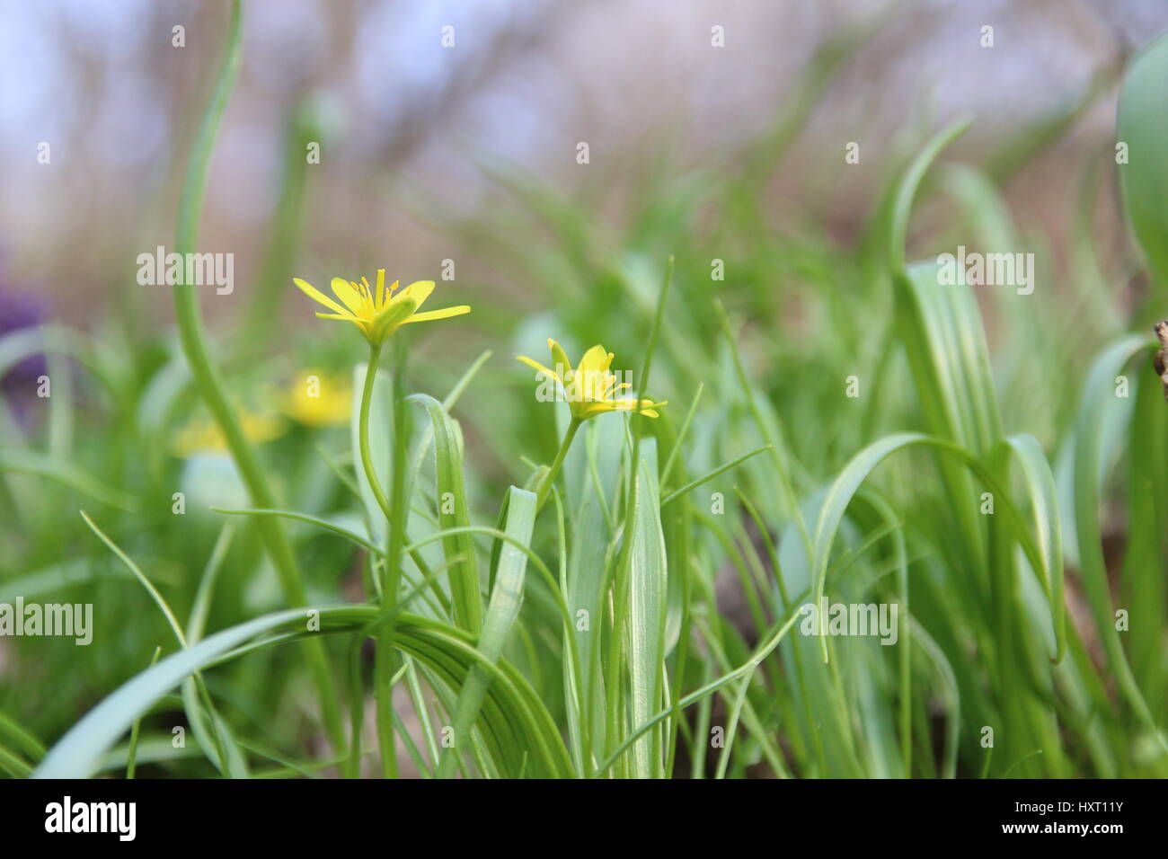 yellow spring flowers Stock Photo - Alamy