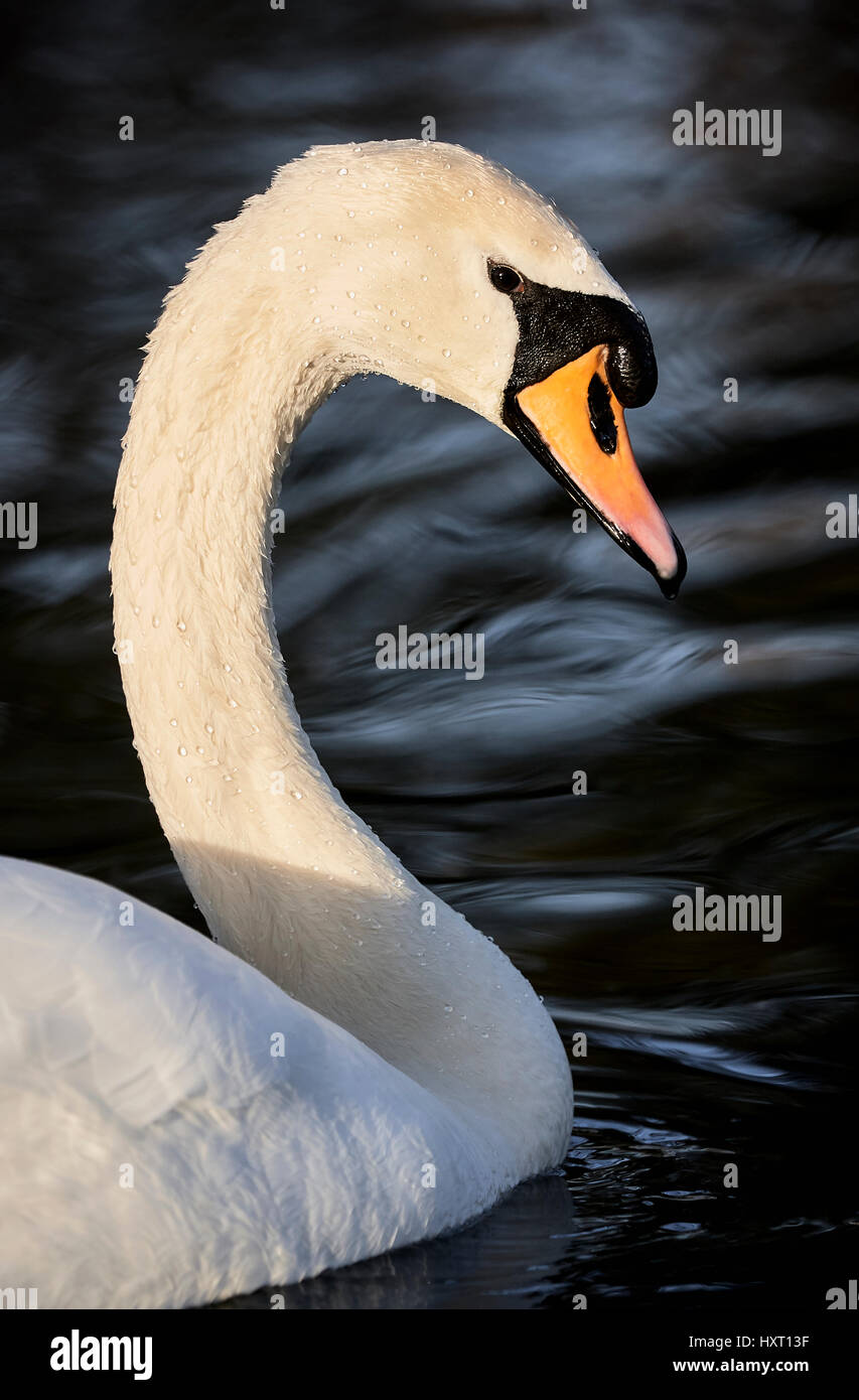 Young swan on spring hi-res stock photography and images - Alamy