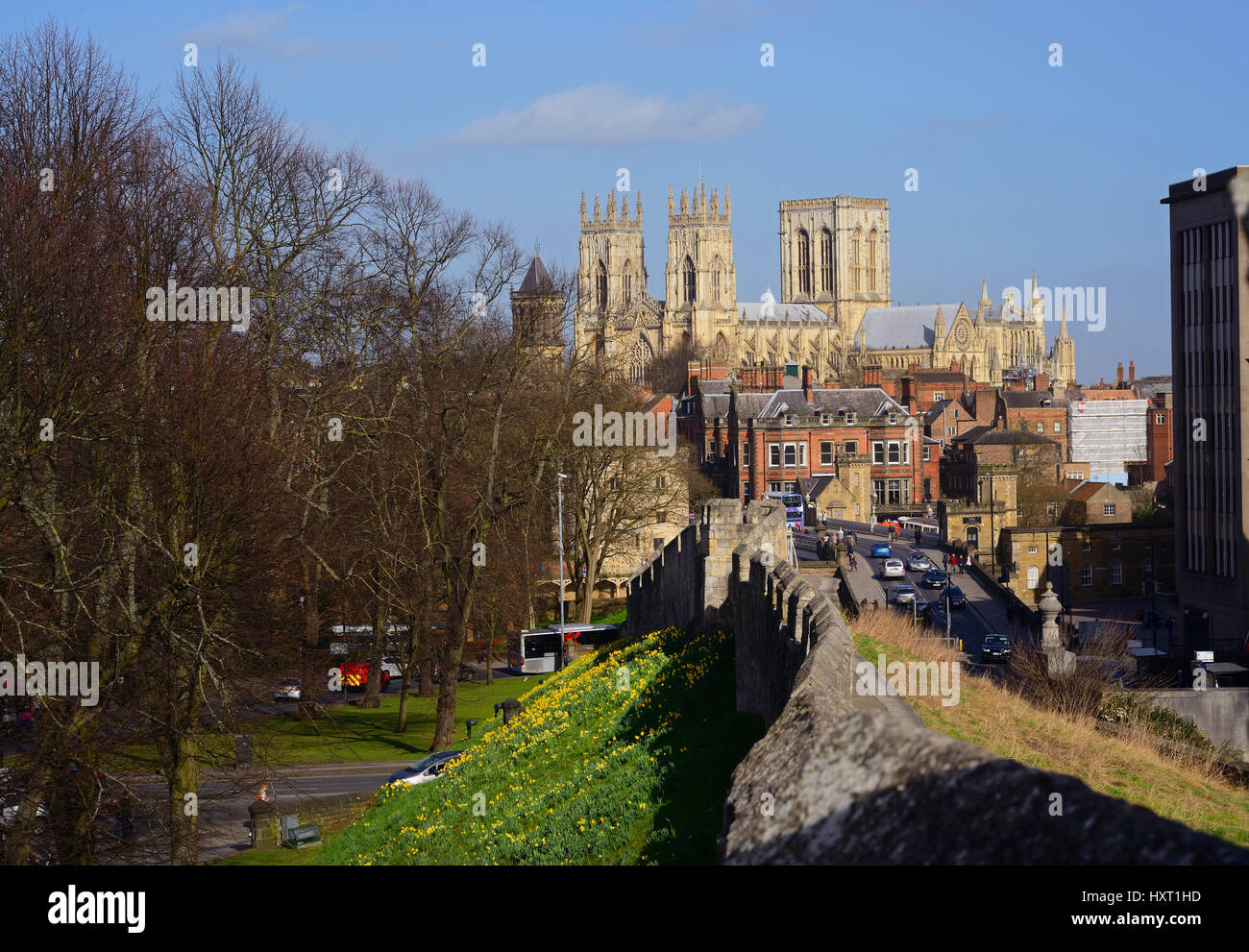 york minster and city walls with daffodils in springtime yorkshire ...