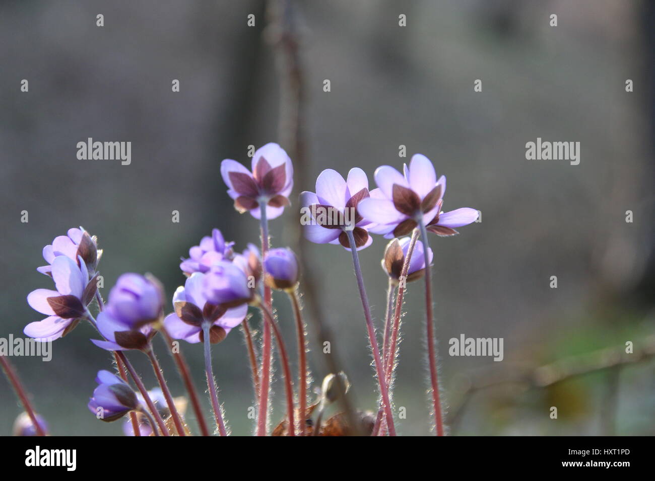 Blue spring flowers Stock Photo - Alamy