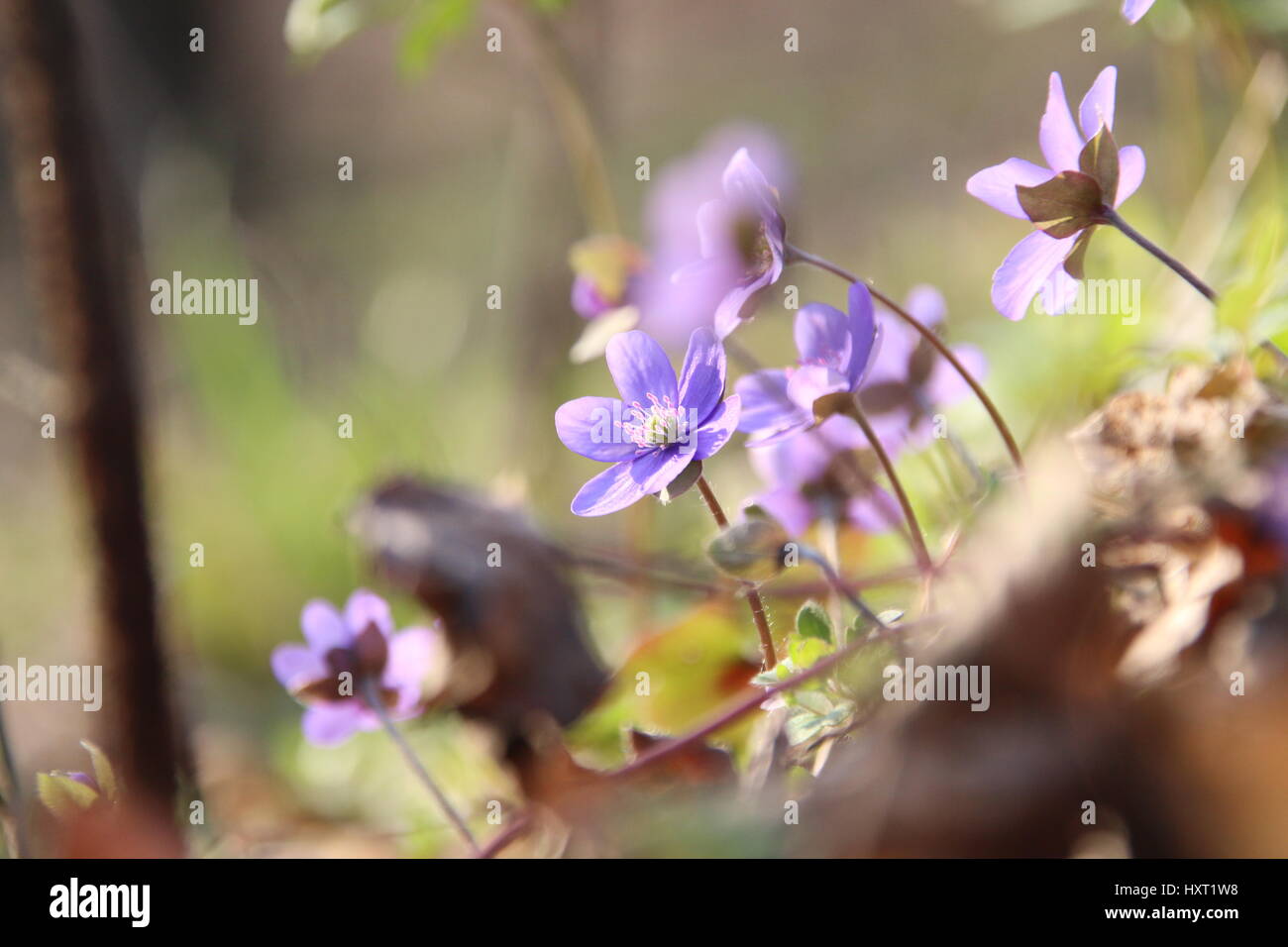 Spring flowers in spring forest Stock Photo - Alamy