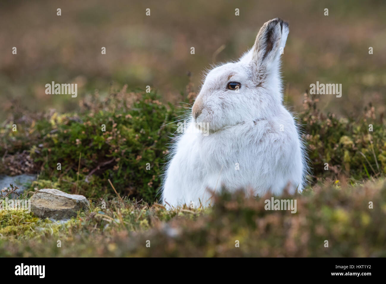 Close up of Mountain Hare (Lepus timidus) in winter white coat in ...