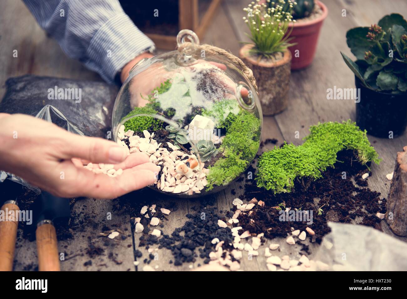 Botanical Environment Green Pottery Nature Stock Photo - Alamy