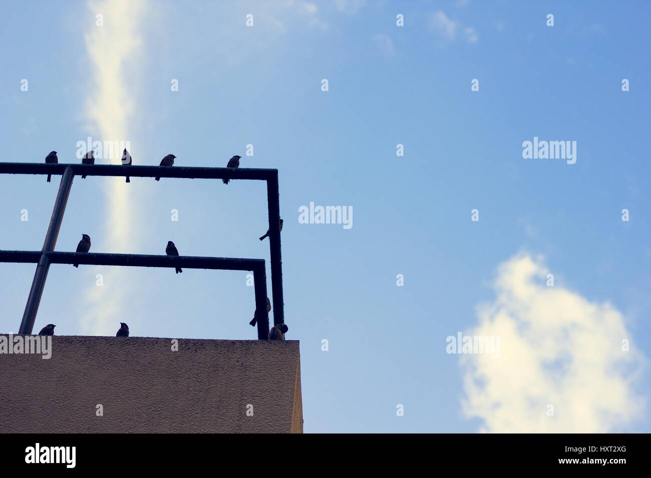 Rooftop Railings Birds Blue Sky Stock Photo - Alamy