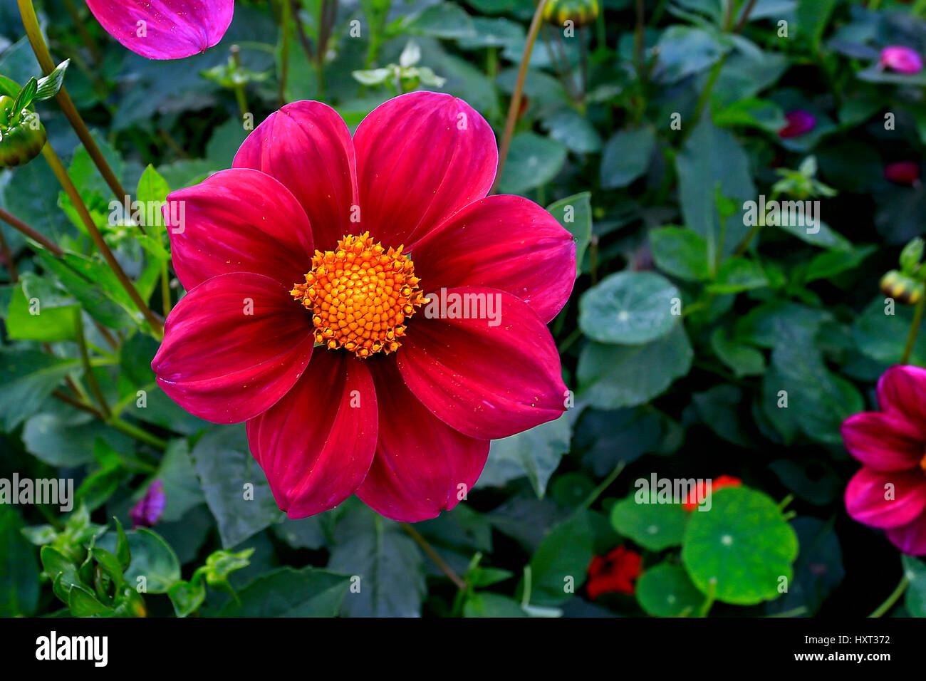 Single flowered dahlia hi-res stock photography and images - Alamy