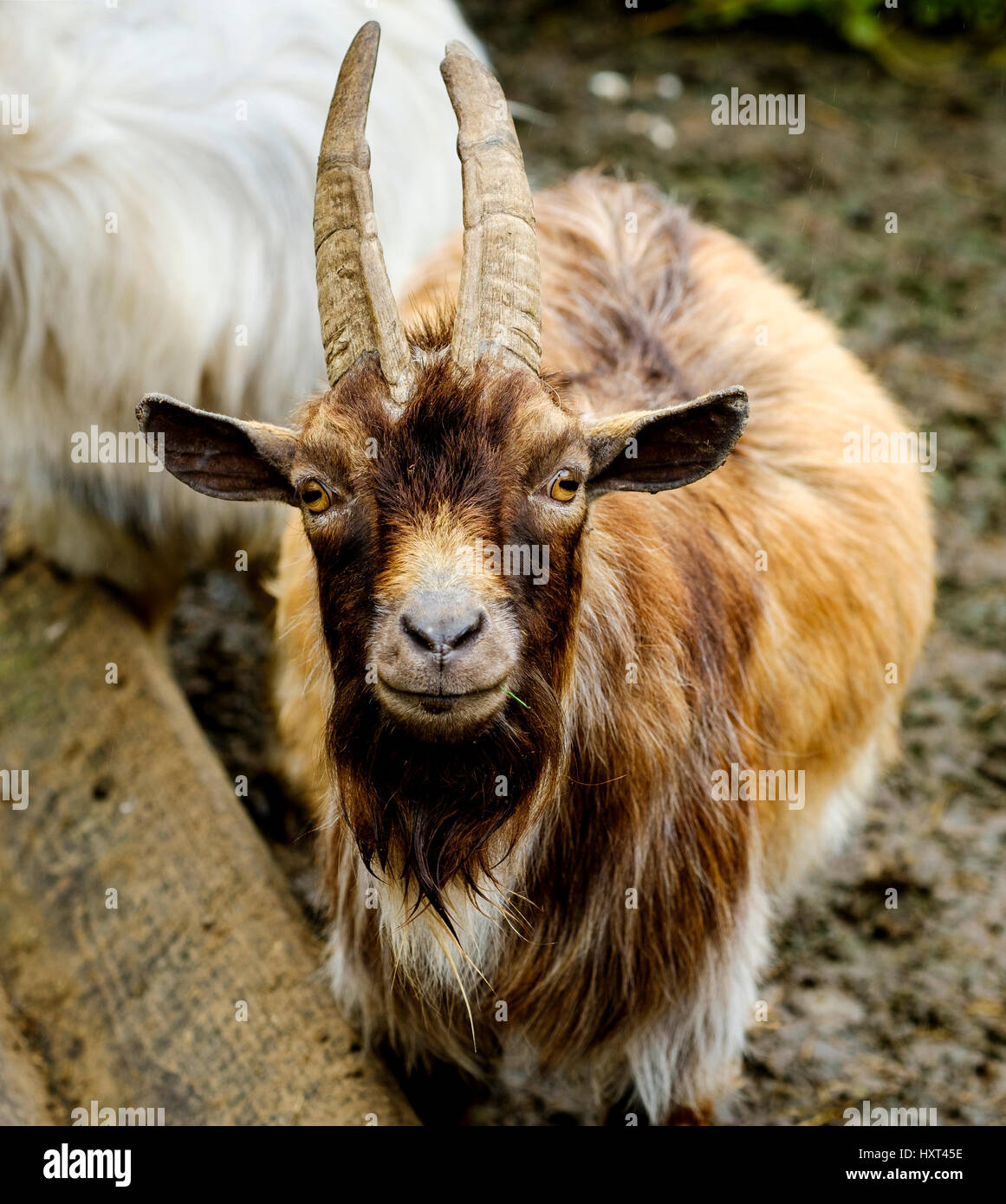 Adult male Pygmy Goat Stock Photo - Alamy Adult male Pygmy Goat Stock Photo - Alamy