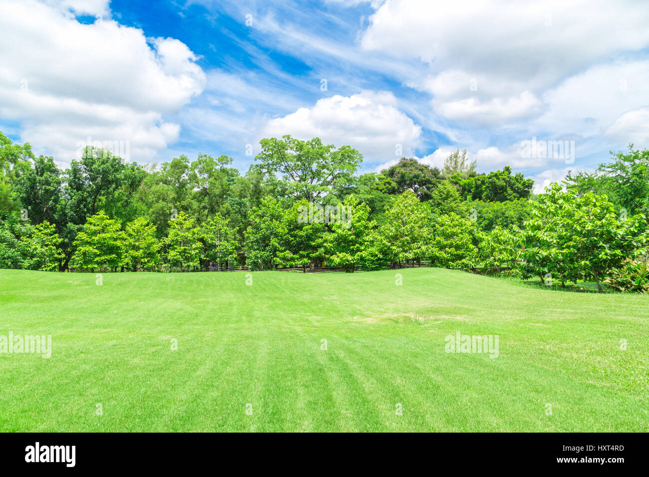 Green grass field in big city park Stock Photo - Alamy