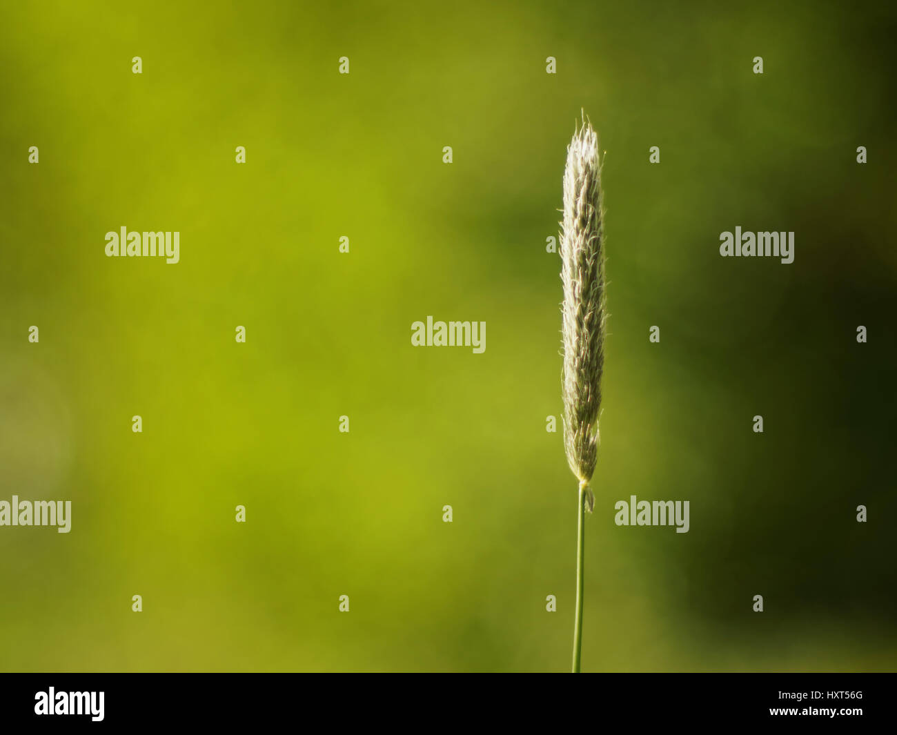 Only grass hi-res stock photography and images - Alamy