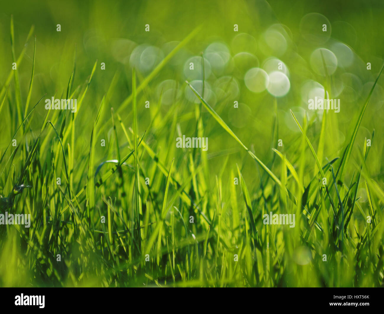 Grass with bokeh hi-res stock photography and images - Alamy