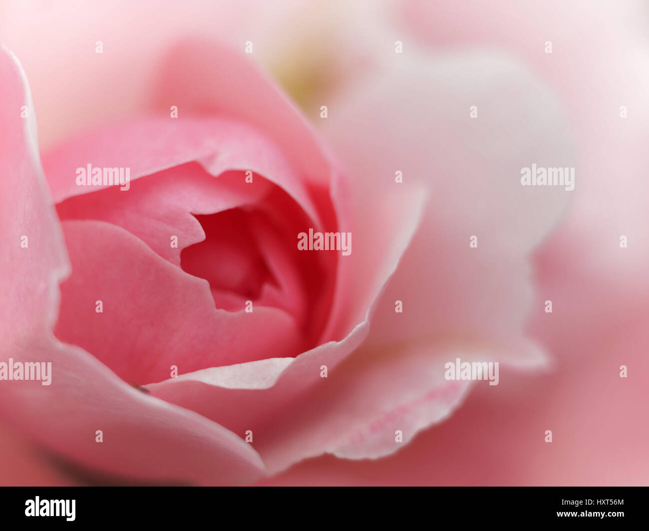 Rose our dream hi-res stock photography and images - Alamy