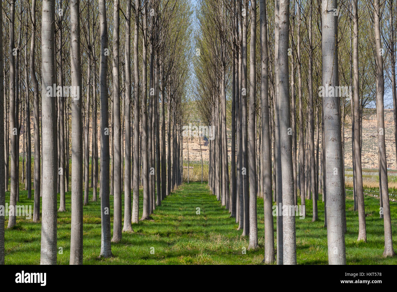 Trees in the forest, with many trunks Stock Photo - Alamy