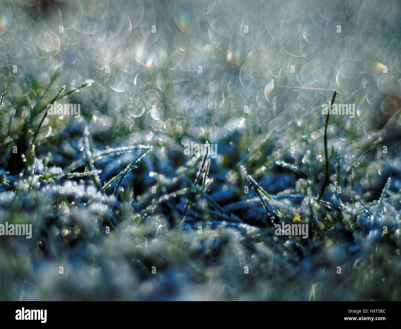 winter bokeh, bokeh bubbles over frozen grass, sunlight refections ...