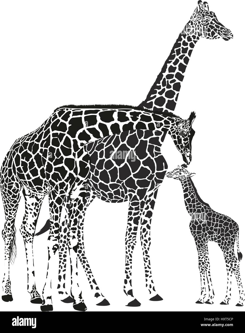 Giraffe silhouette outline hi-res stock photography and images - Alamy