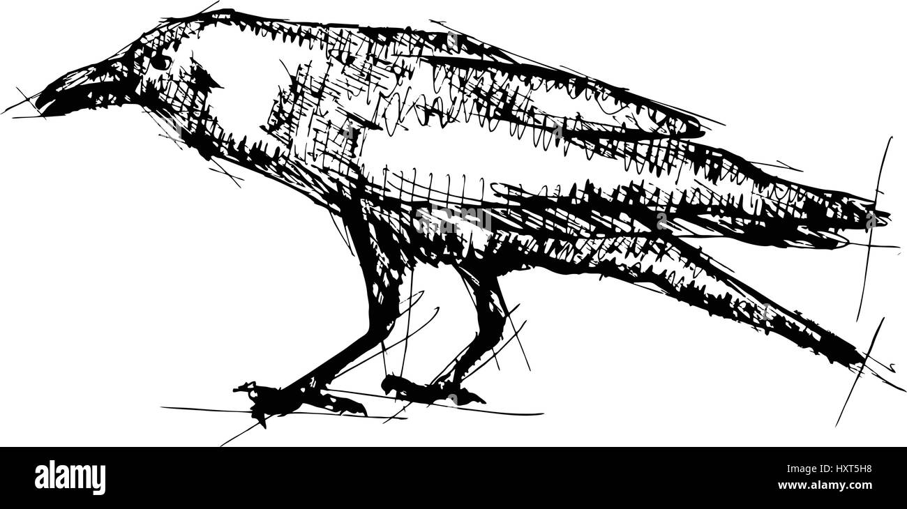 Hand pen drawn sketch vector illustration of crow Stock Vector Image ...