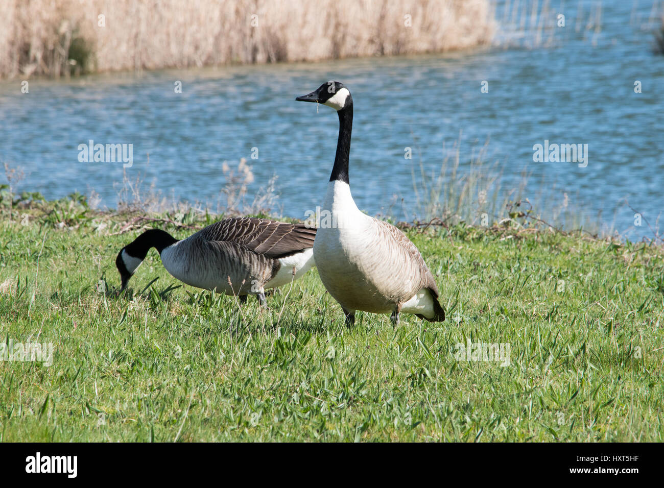 Two flying canada geese hi-res stock photography and images - Alamy