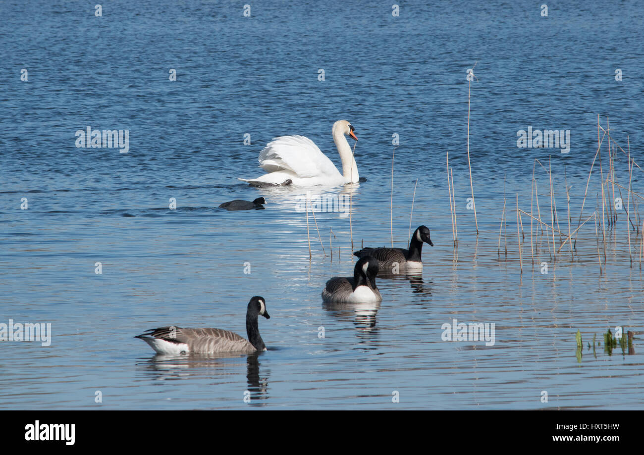 Canada goose colours hi-res stock photography and images - Alamy