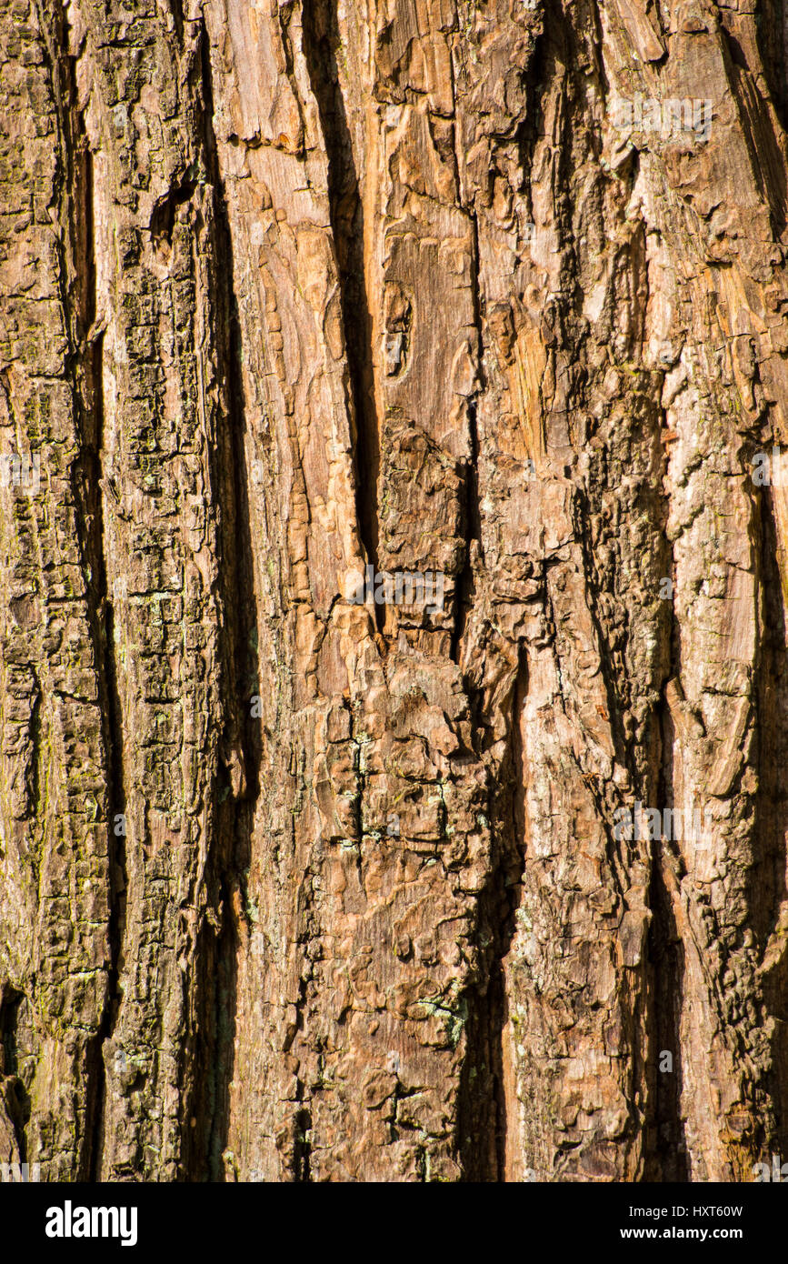 bark from a leaf tree at noon Stock Photo - Alamy