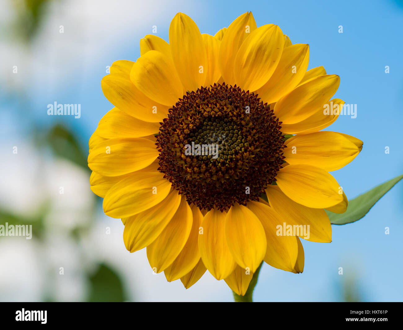 Beautiful cloudless day hi-res stock photography and images - Alamy