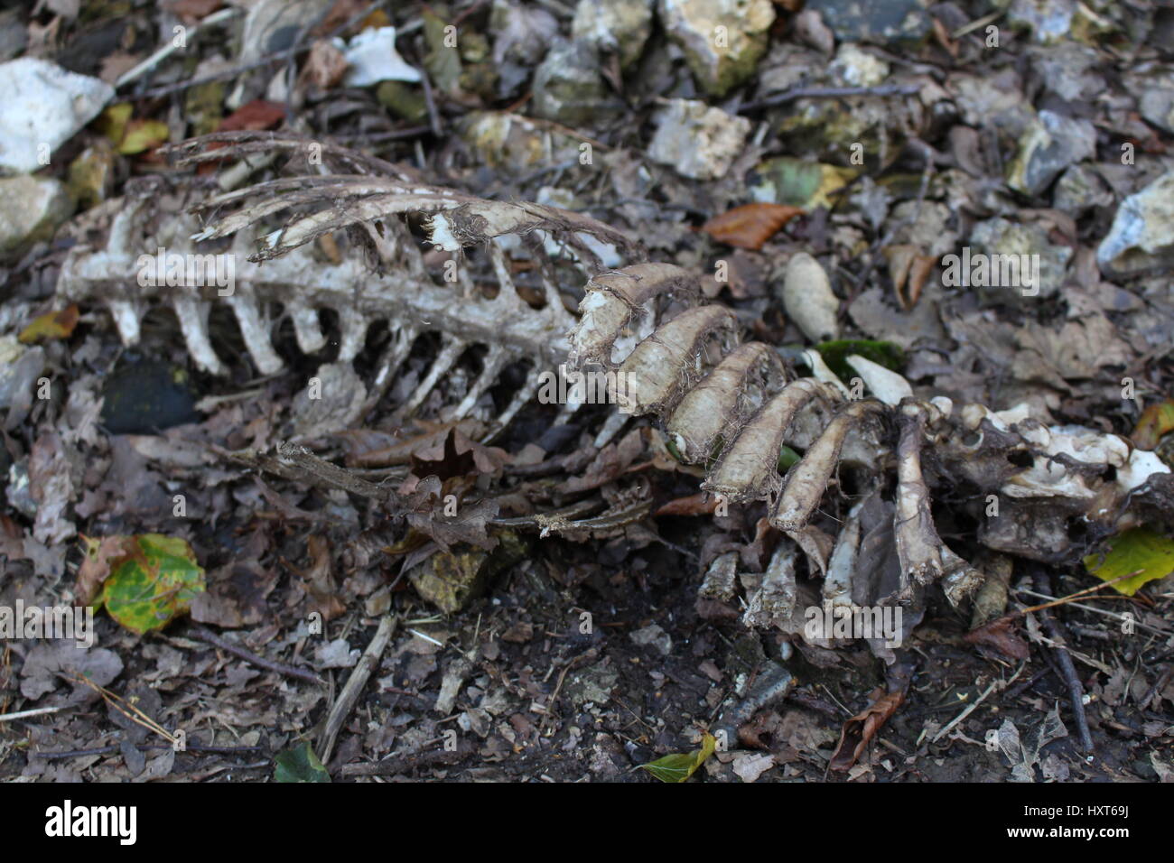 Found on a walk in the countryside. Spine of a decomposed animal Stock ...