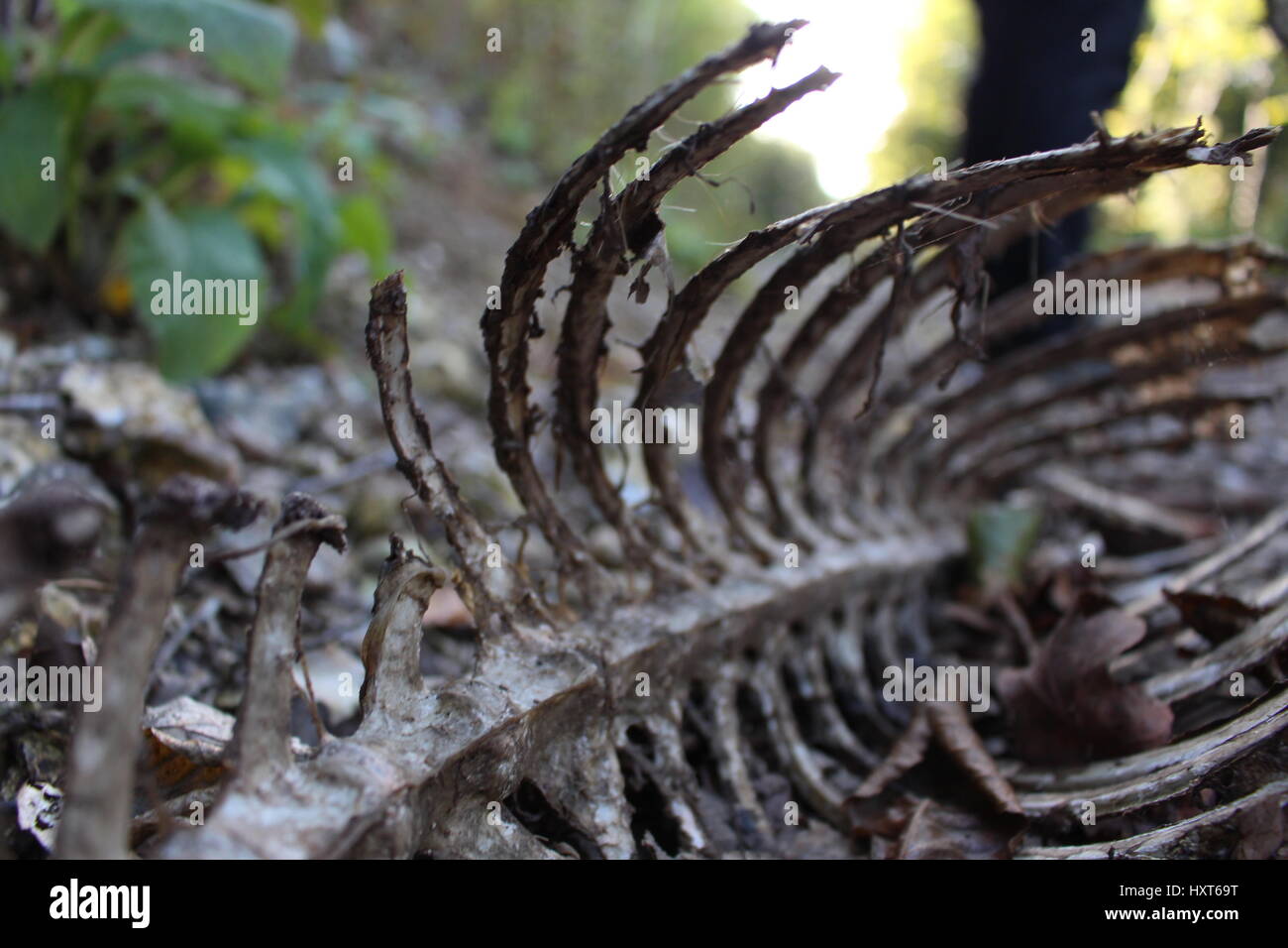Found on a walk in the countryside. Spine of a decomposed animal Stock ...