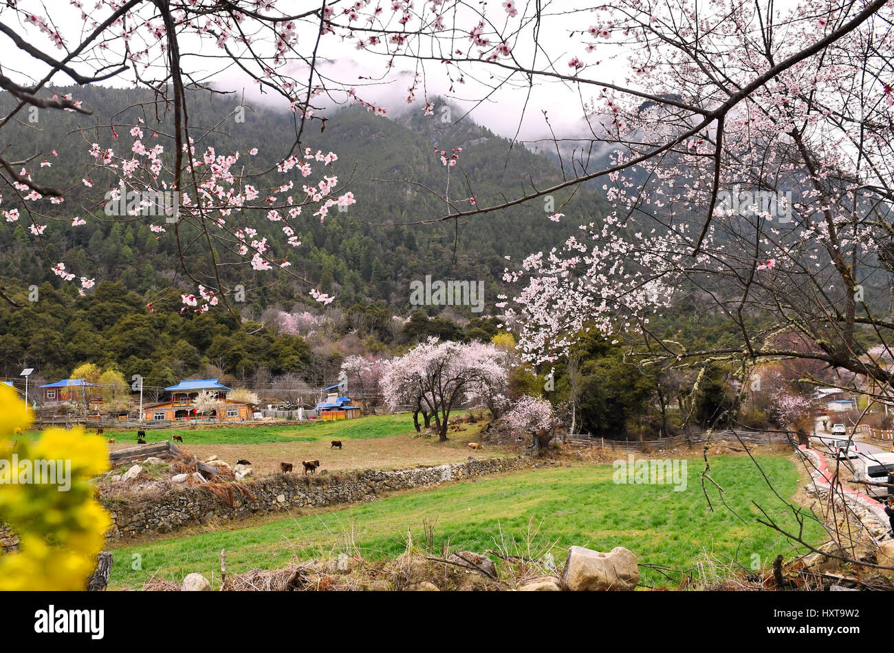 Bomi, China's Tibet Autonomous Region. 29th Mar, 2017. Peach trees ...