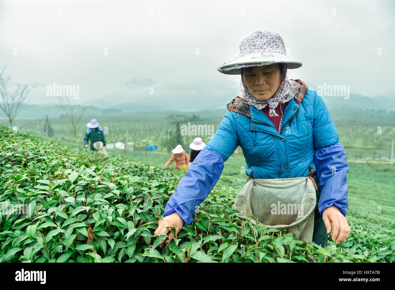 Guangze, China's Fujian Province. 30th Mar, 2017. A farmer picks tea ...