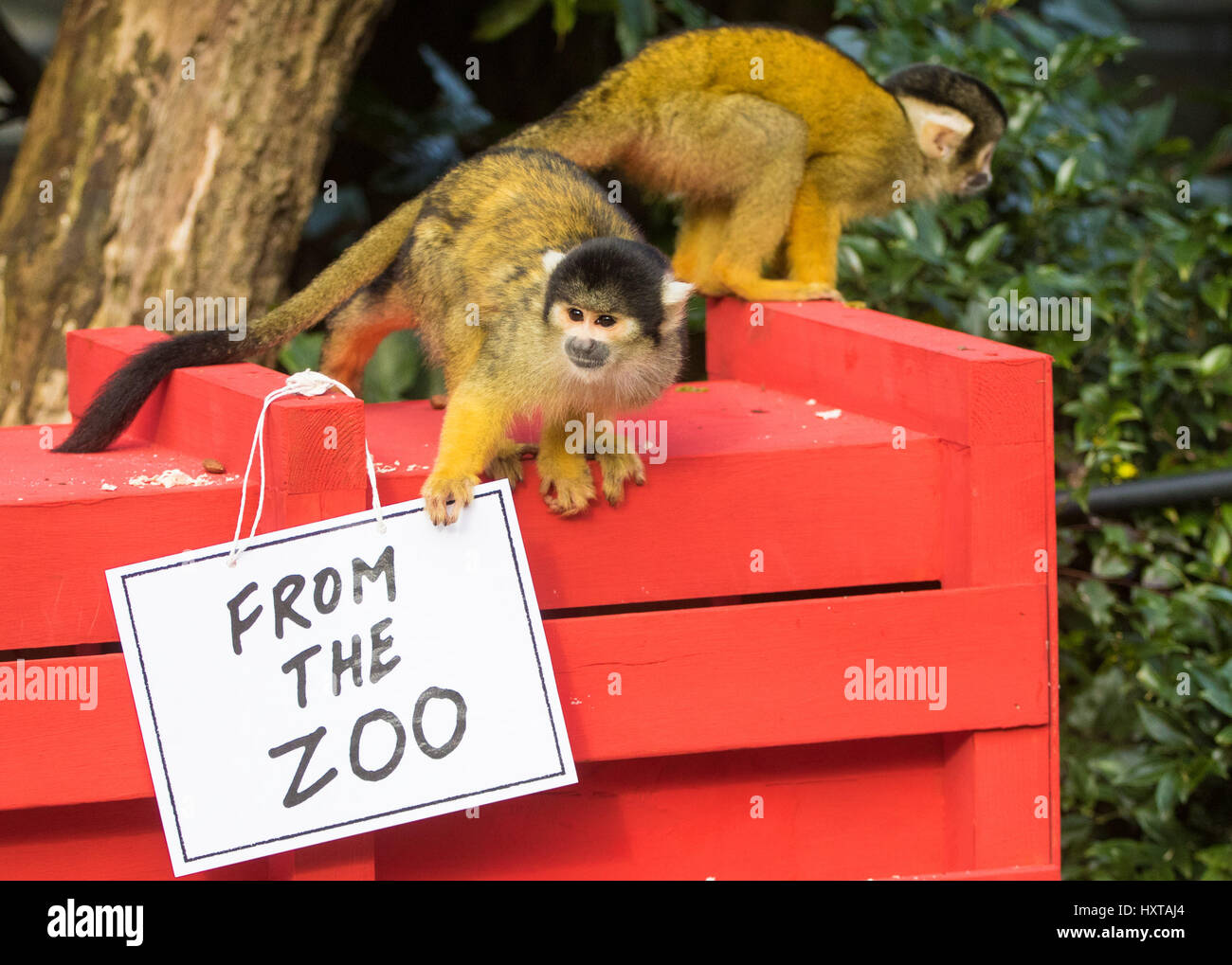 Dear zoo hi-res stock photography and images - Alamy