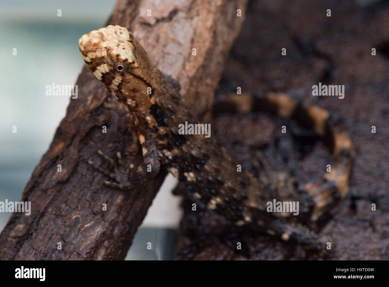 Dresden, Germany. 30th Mar, 2017. A young Chinese crocodile lizard sits ...