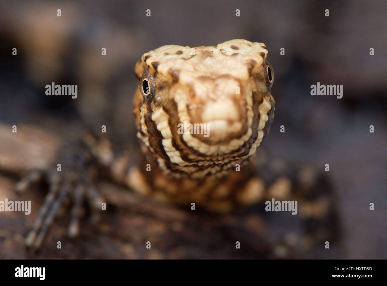 Dresden, Germany. 30th Mar, 2017. A young Chinese crocodile lizard sits ...
