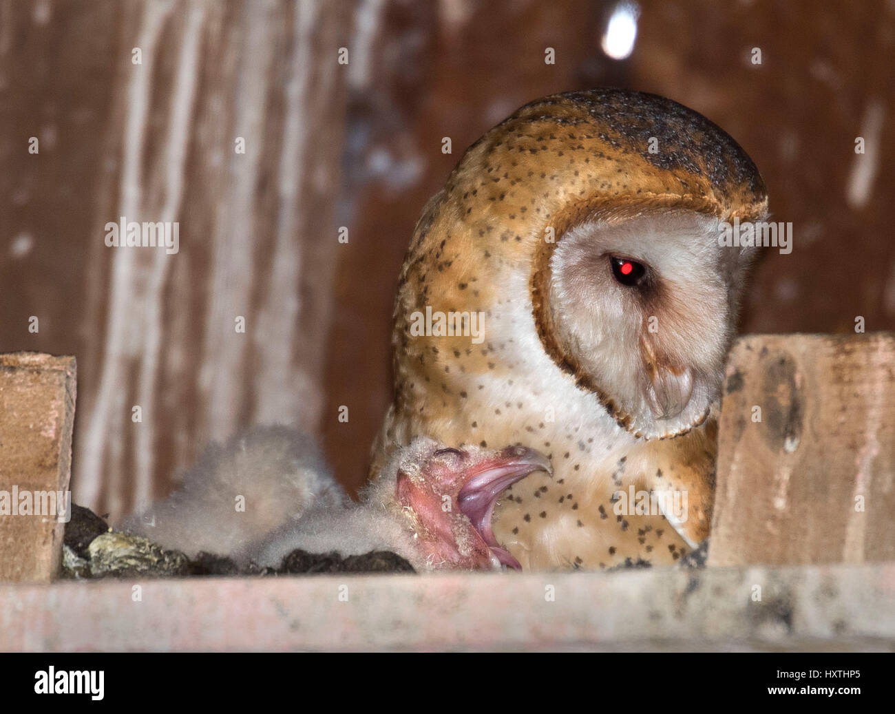 Elkton, Oregon, USA. 30th Mar, 2017. An adult barn owl and its newly ...