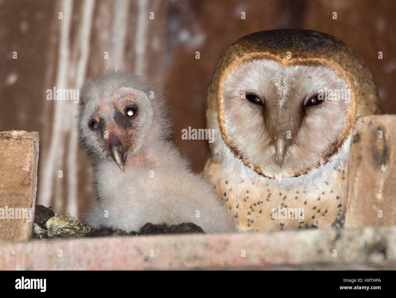 Elkton, Oregon, USA. 30th Mar, 2017. An adult barn owl and its newly ...