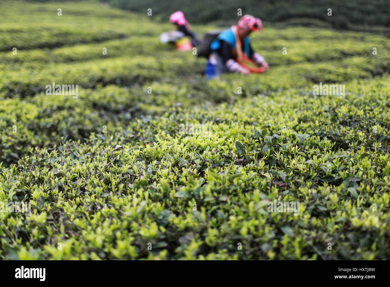 Anshun, China's Guizhou Province. 30th Mar, 2017. Farmers pick tea ...