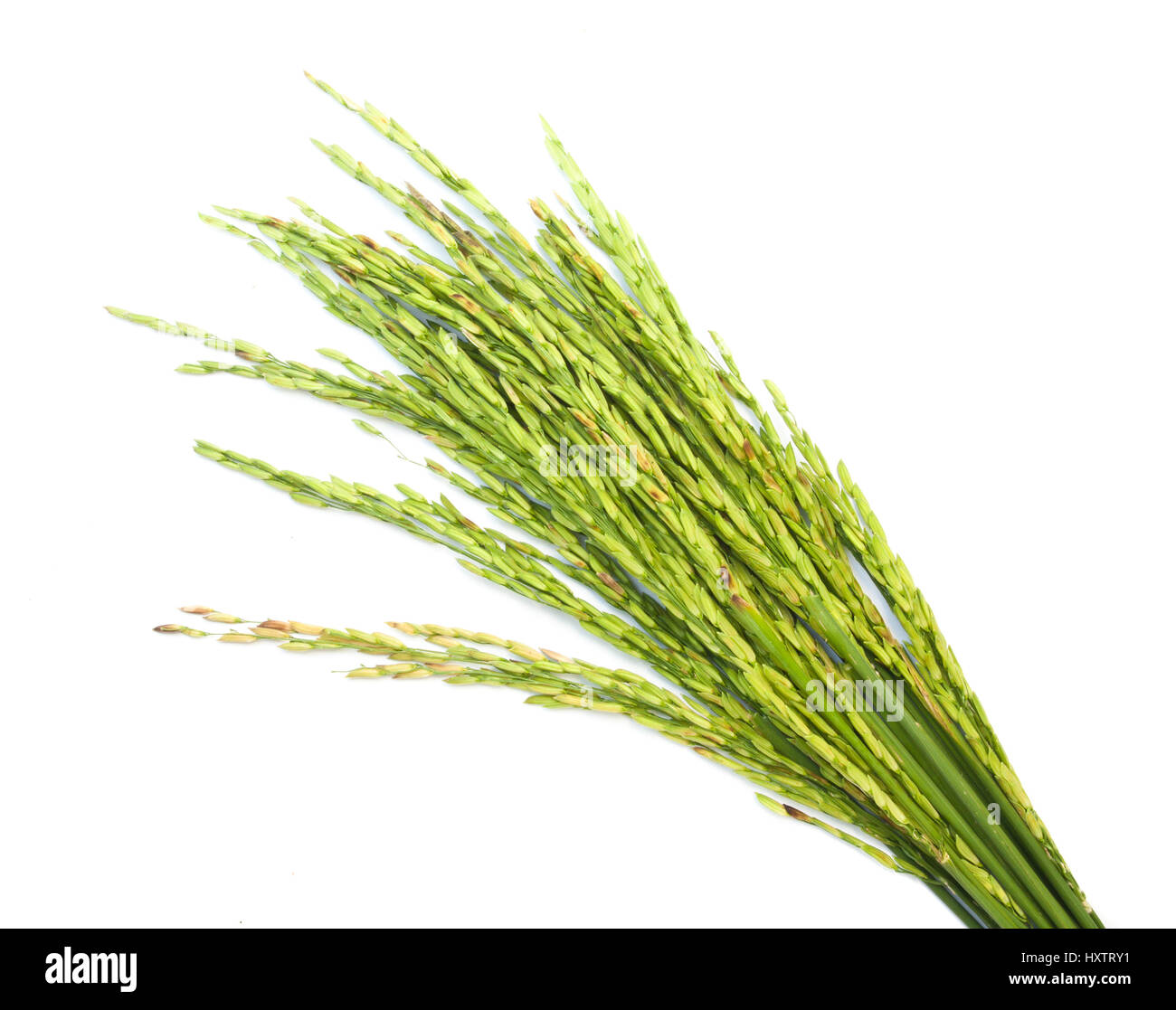 green spike on white background Stock Photo - Alamy