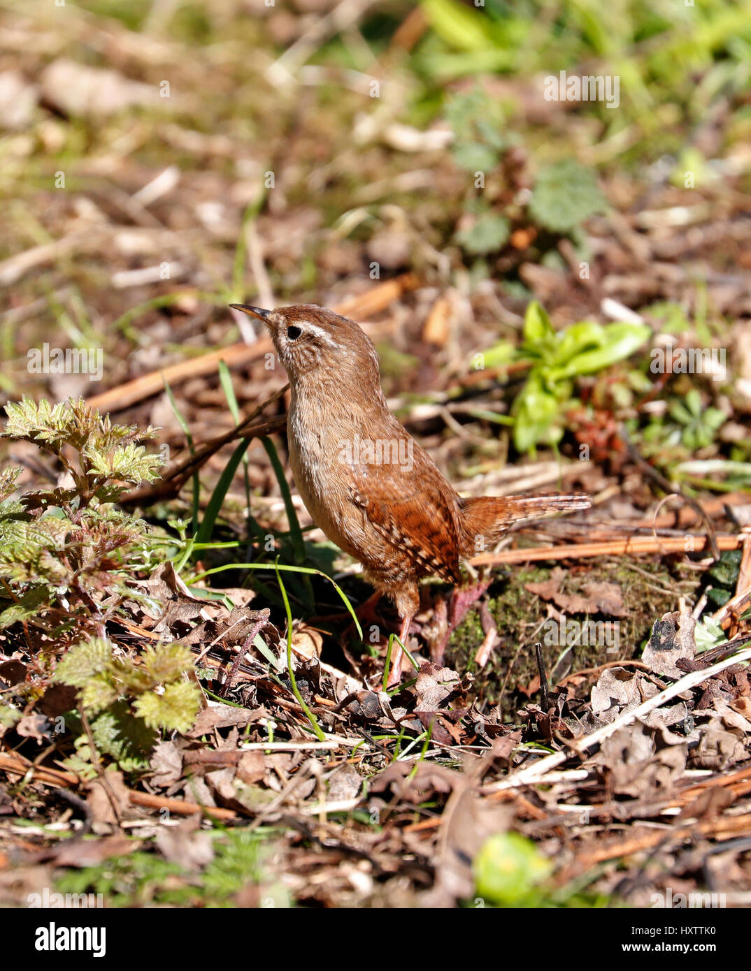 Wren (Troglodytes troglodytes Stock Photo - Alamy