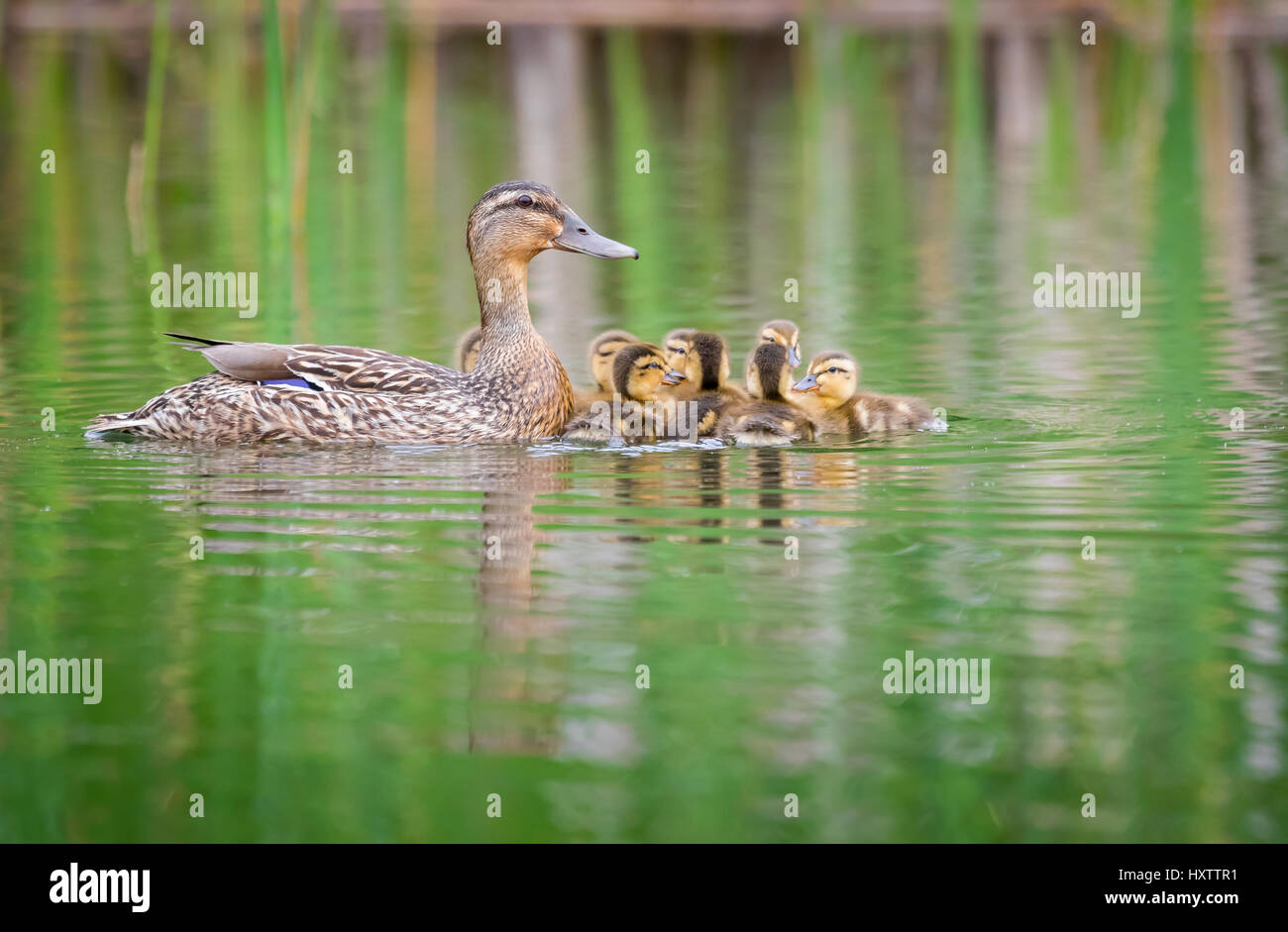 Ducklings swimming in water hi-res stock photography and images - Alamy