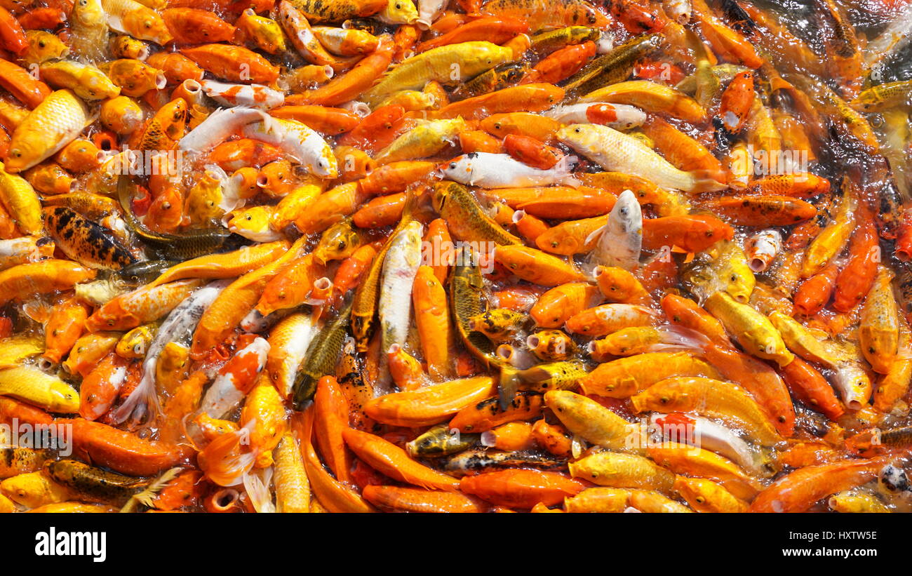 Multiple fishes hi-res stock photography and images - Alamy