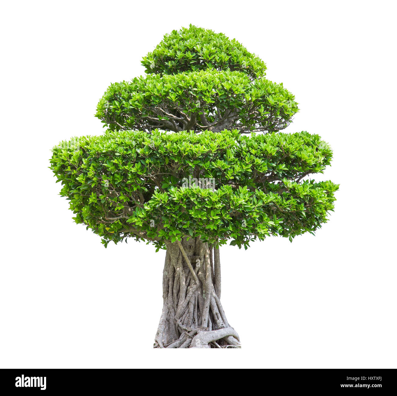 Japanese garden art trees Cut Out Stock Images & Pictures - Alamy